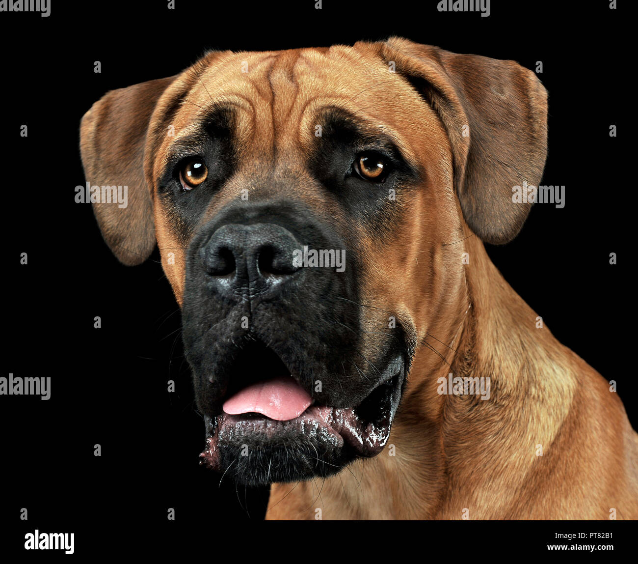Beautiful puppy Cane Corso portrait in a black photo background Stock ...