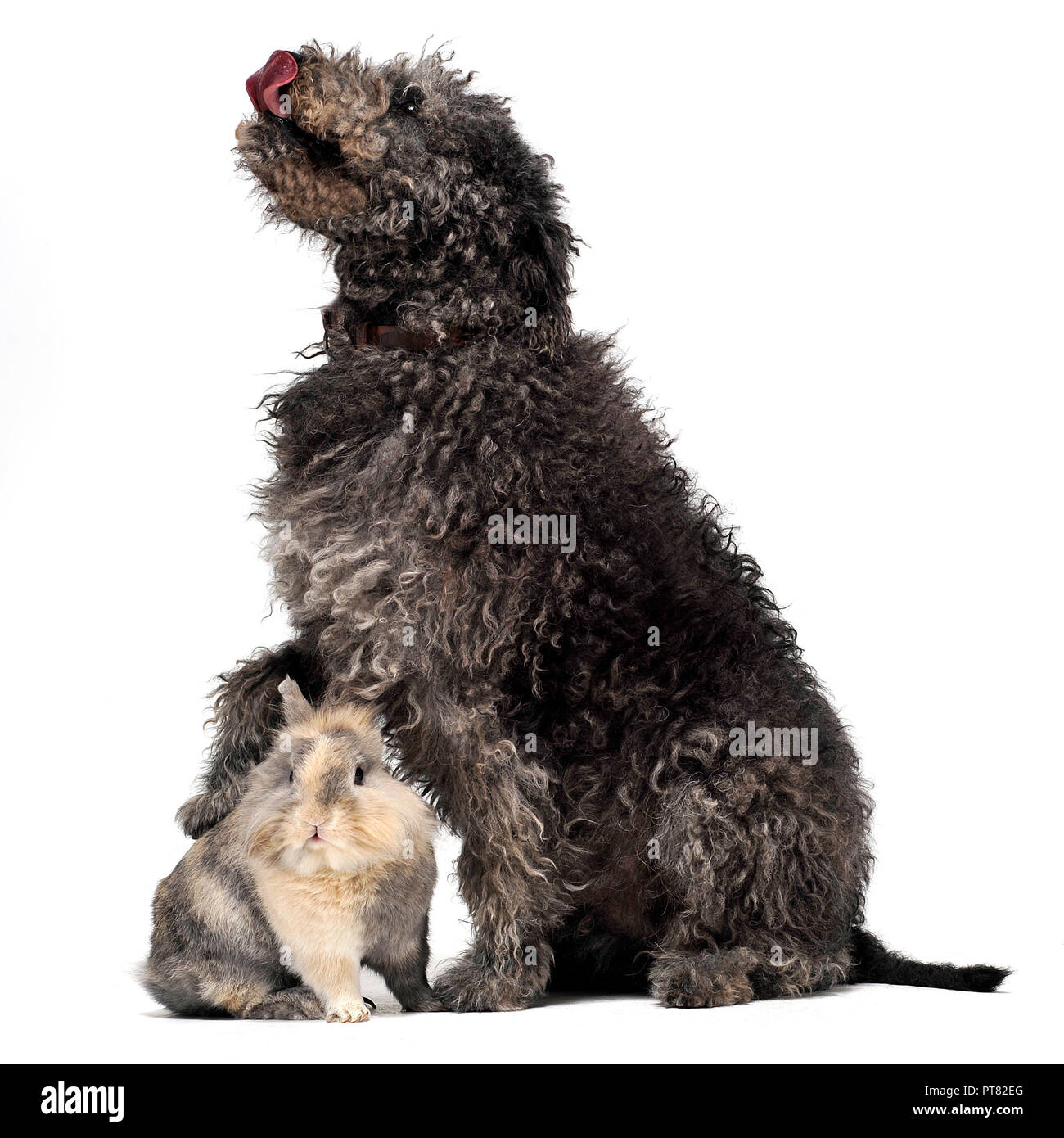 Hungarian shepherd dog hi-res stock photography and images - Alamy