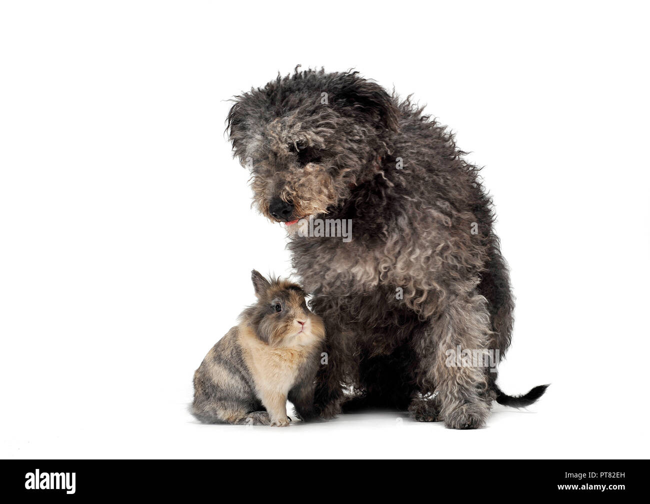 Hungarian shepherd dog hi-res stock photography and images - Alamy