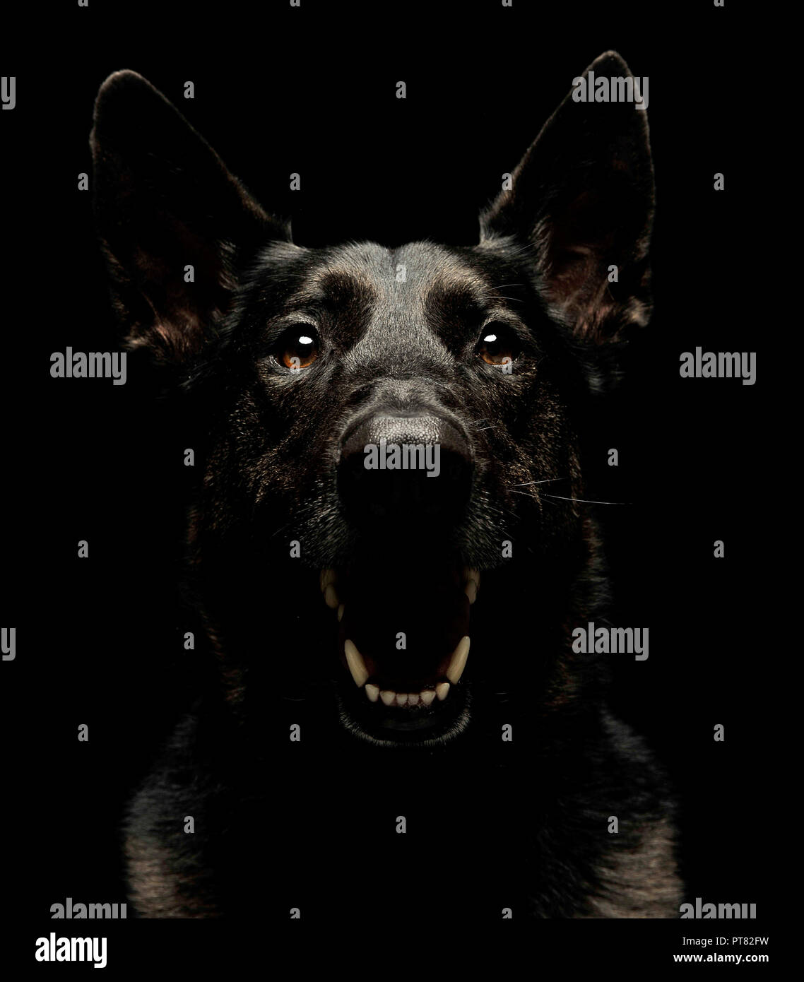fearful black German Shepherd Dog in a dark studio Stock Photo - Alamy