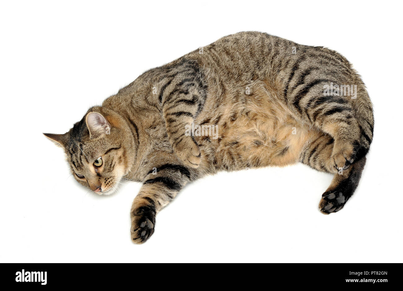 Enjoy cat Cut Out Stock Images & Pictures - Alamy