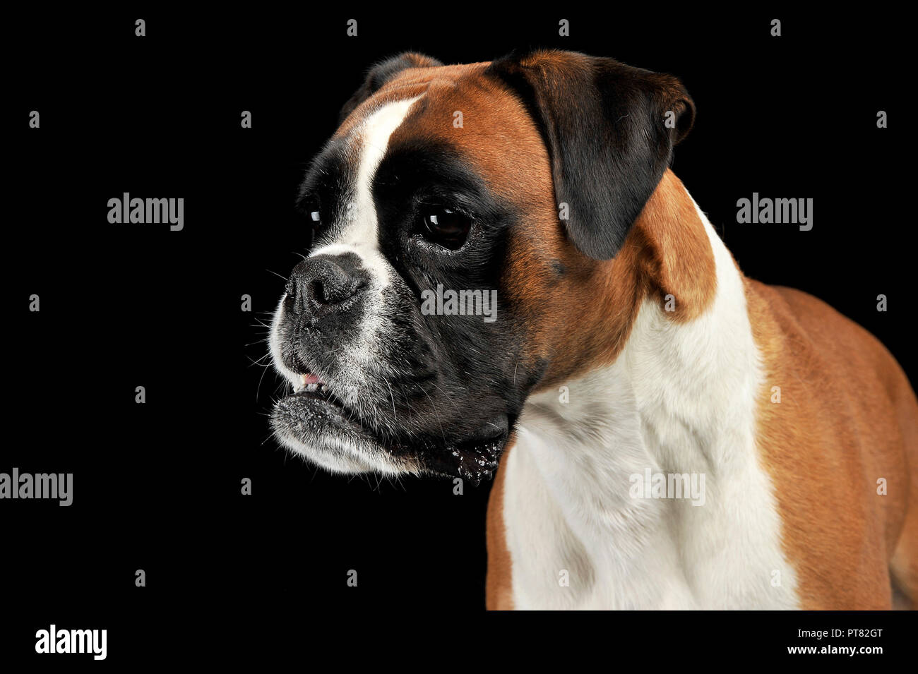 Young Boxer portrait in a black photo studio Stock Photo - Alamy