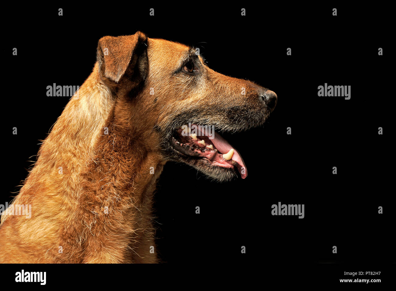 Brown mixed breed wired har dog portrait in dark studio Stock Photo - Alamy