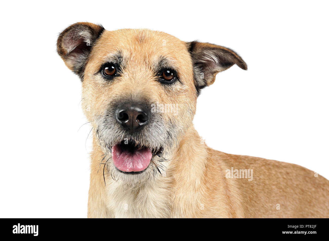 Brown color wired hair mixed breed dog in a white studio Stock Photo ...