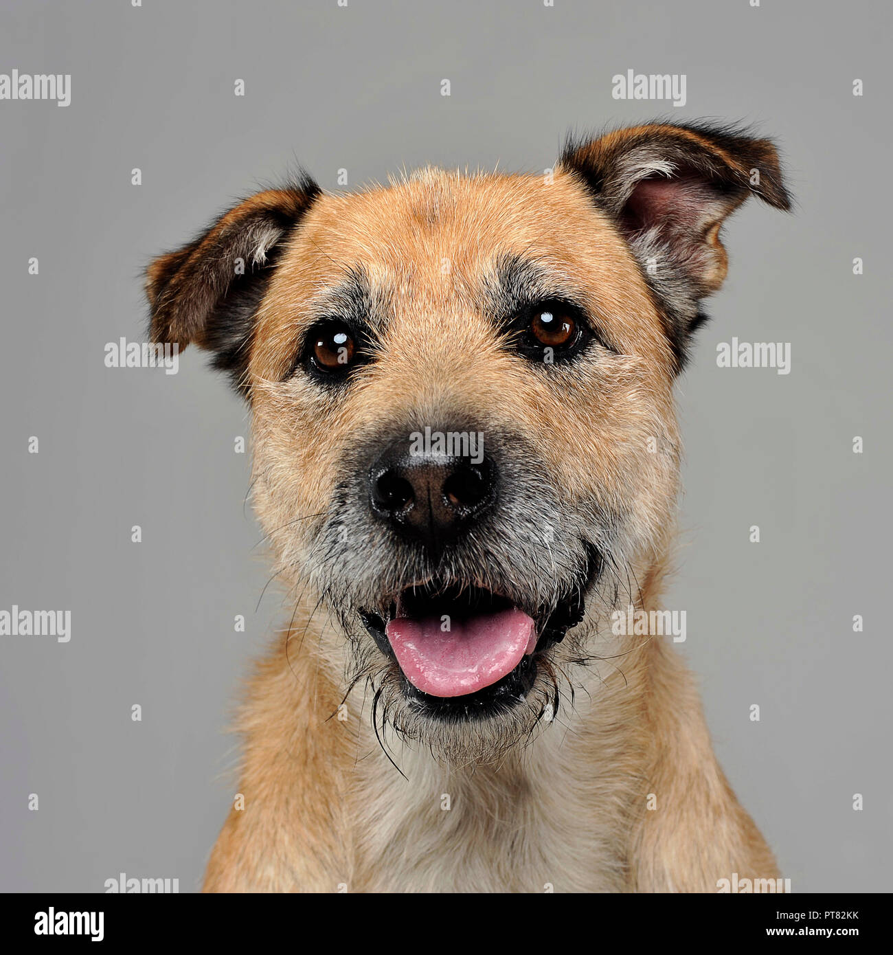 Brown color wired hair mixed breed dog in a grey studio Stock Photo - Alamy