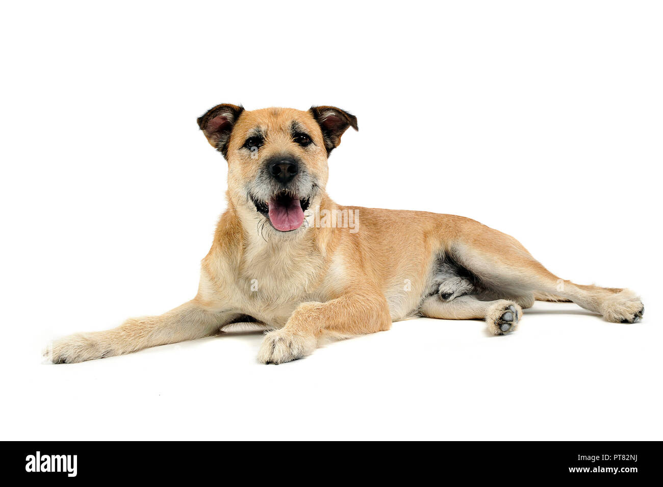Brown color wired hair mixed breed dog in a white studio Stock Photo ...