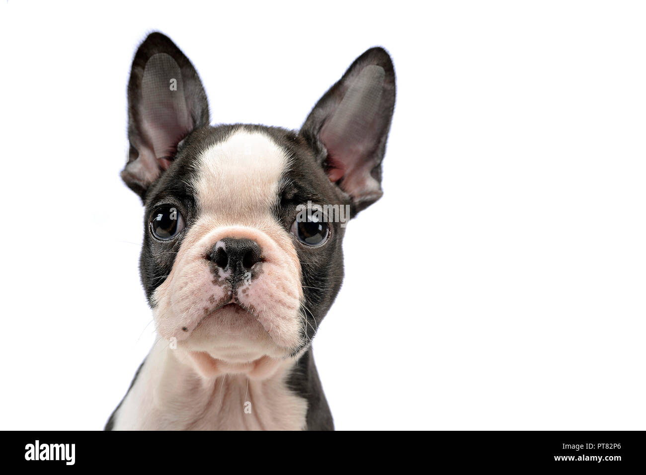 Puppy Boston terrier portrait in a white photo studio Stock Photo - Alamy