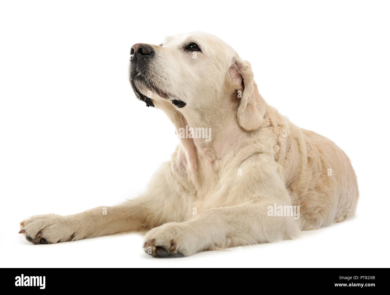Sweet labrador retriever dog Cut Out Stock Images & Pictures - Alamy