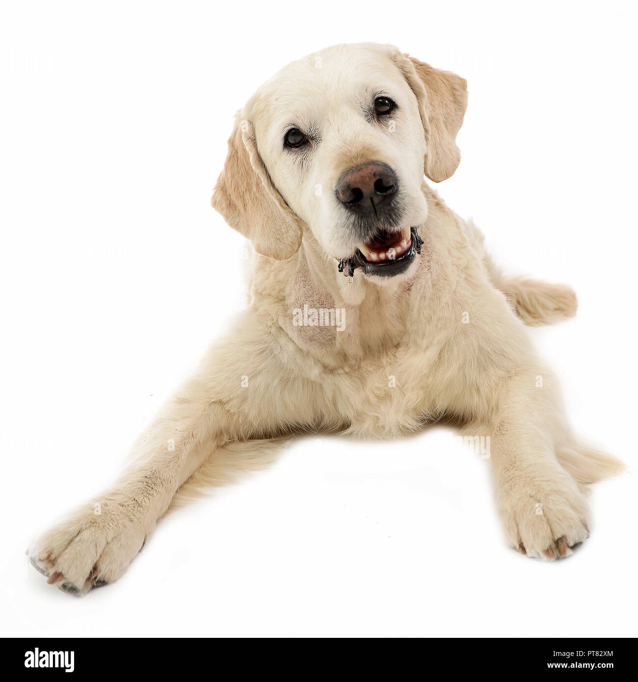 Happy labrador retriever posing in white photo studio Stock Photo - Alamy