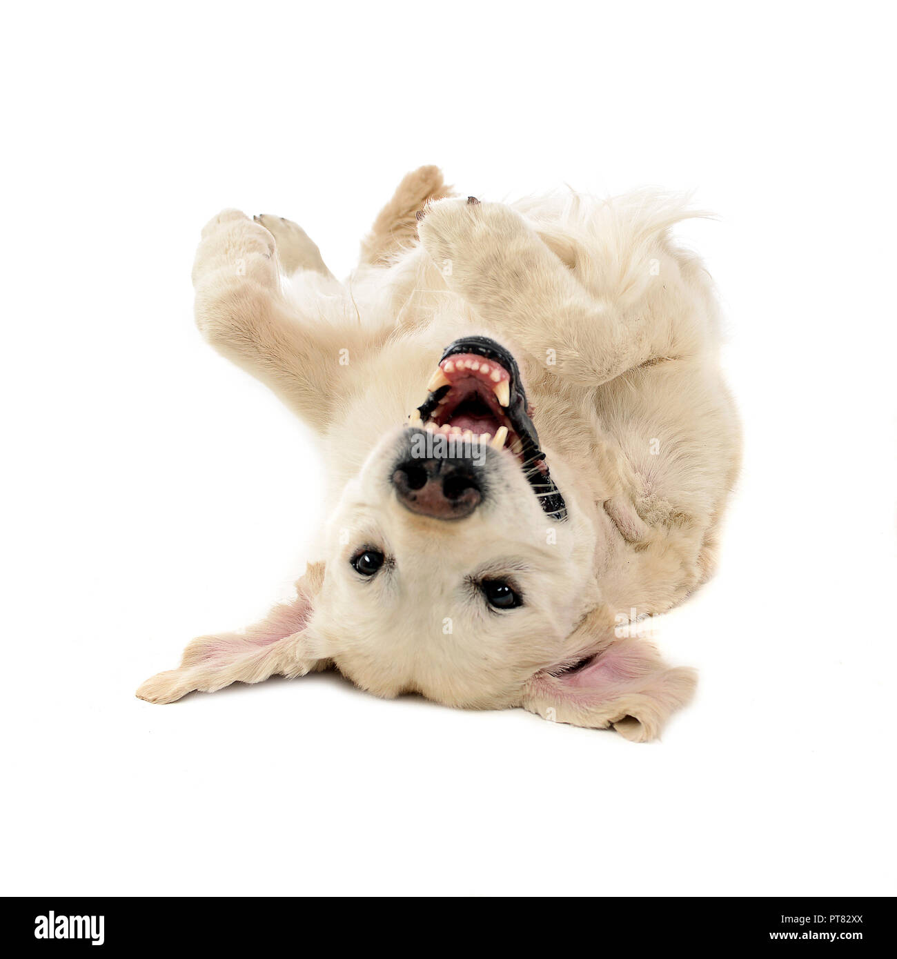 Labrador head Cut Out Stock Images & Pictures - Alamy