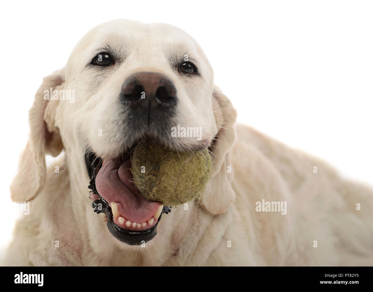 Happy labrador retriever posing in white photo studio with a ball Stock ...