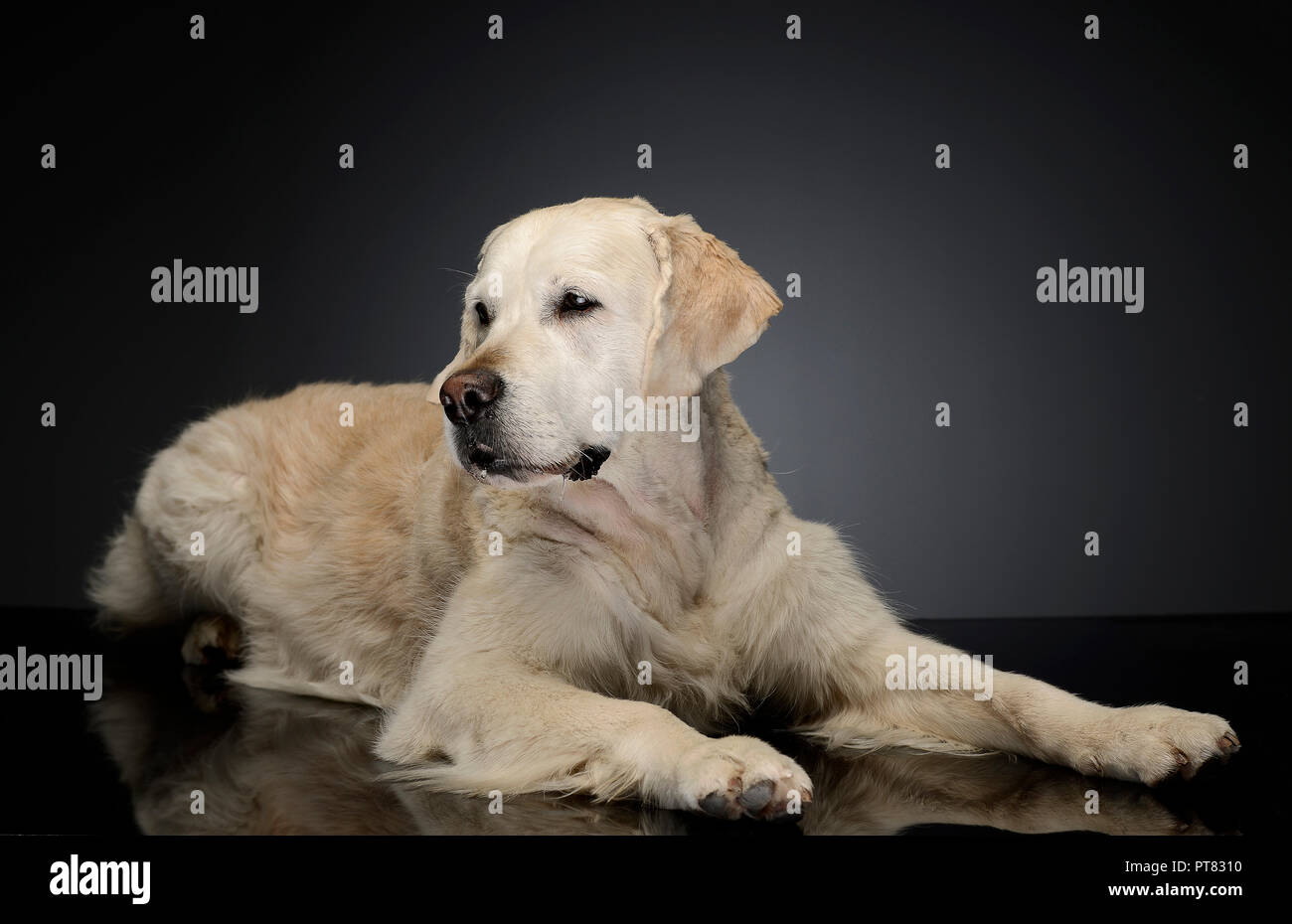 Happy labrador retriever hi-res stock photography and images - Alamy