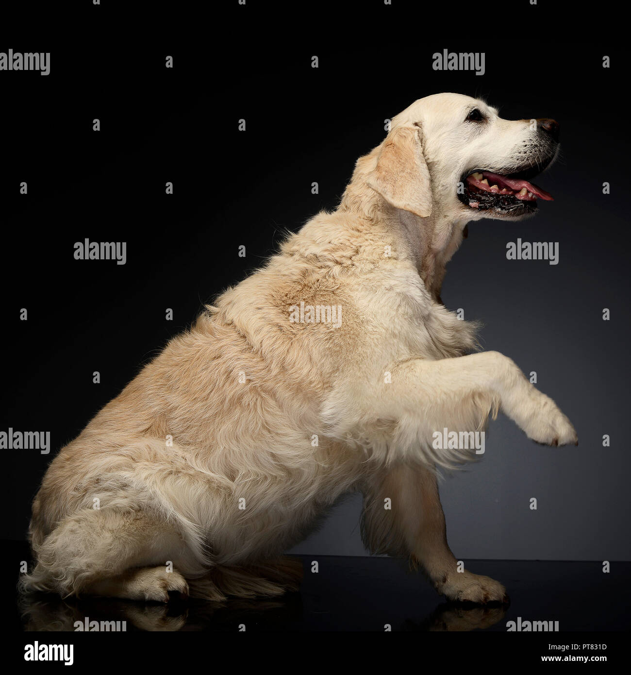 Friendly labrador side view hi-res stock photography and images - Alamy