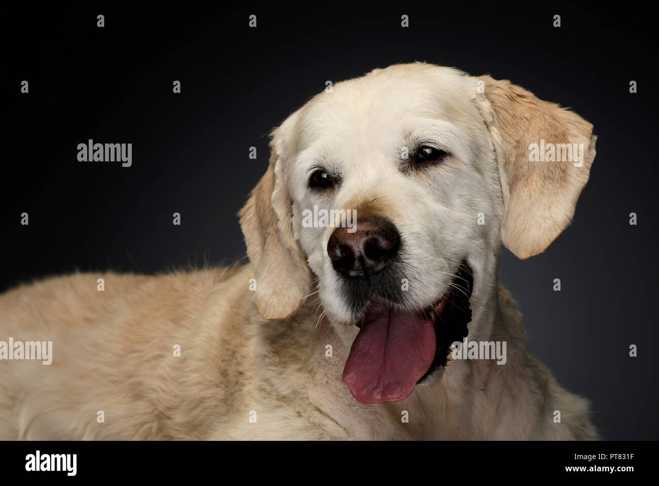 Happy labrador retriever hi-res stock photography and images - Alamy