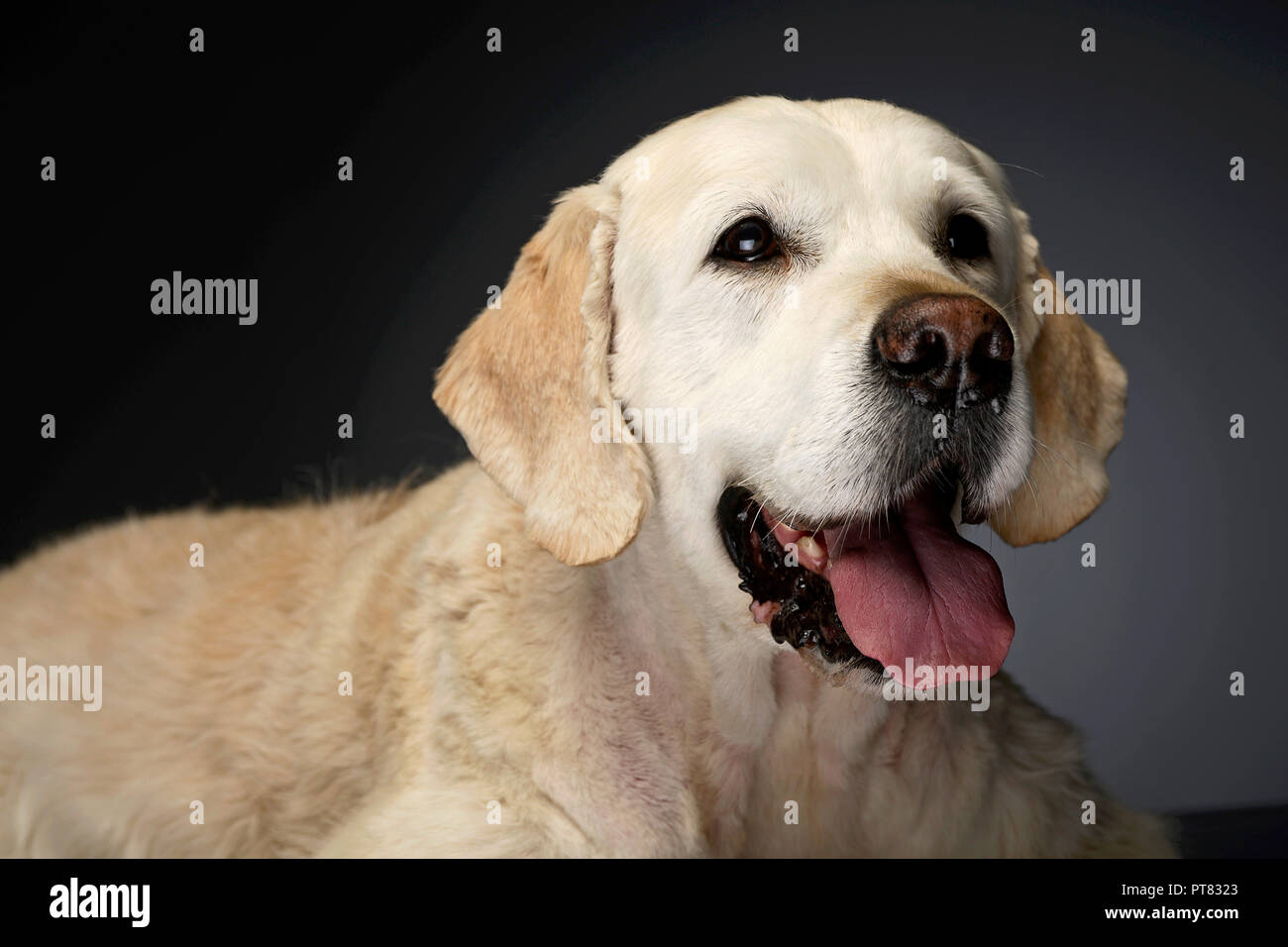 Happy labrador retriever hi-res stock photography and images - Alamy