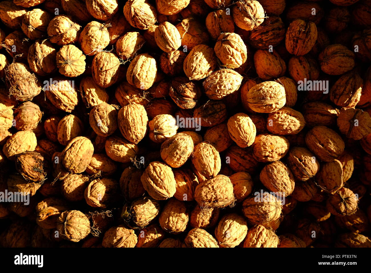 Natural walnut background pattern texture Walnuts in shell background ...