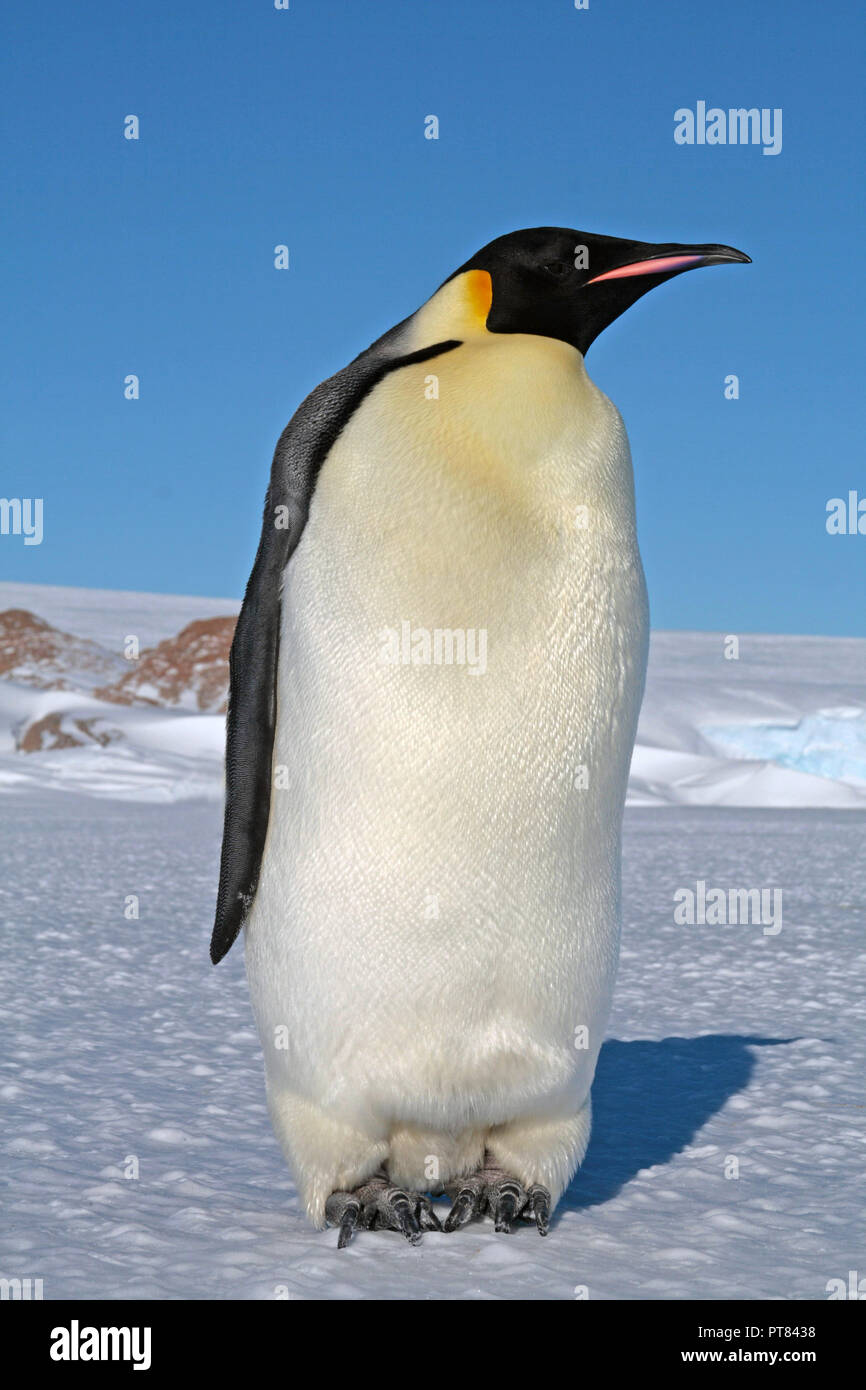 Emperor penguin parent baby hi-res stock photography and images - Alamy
