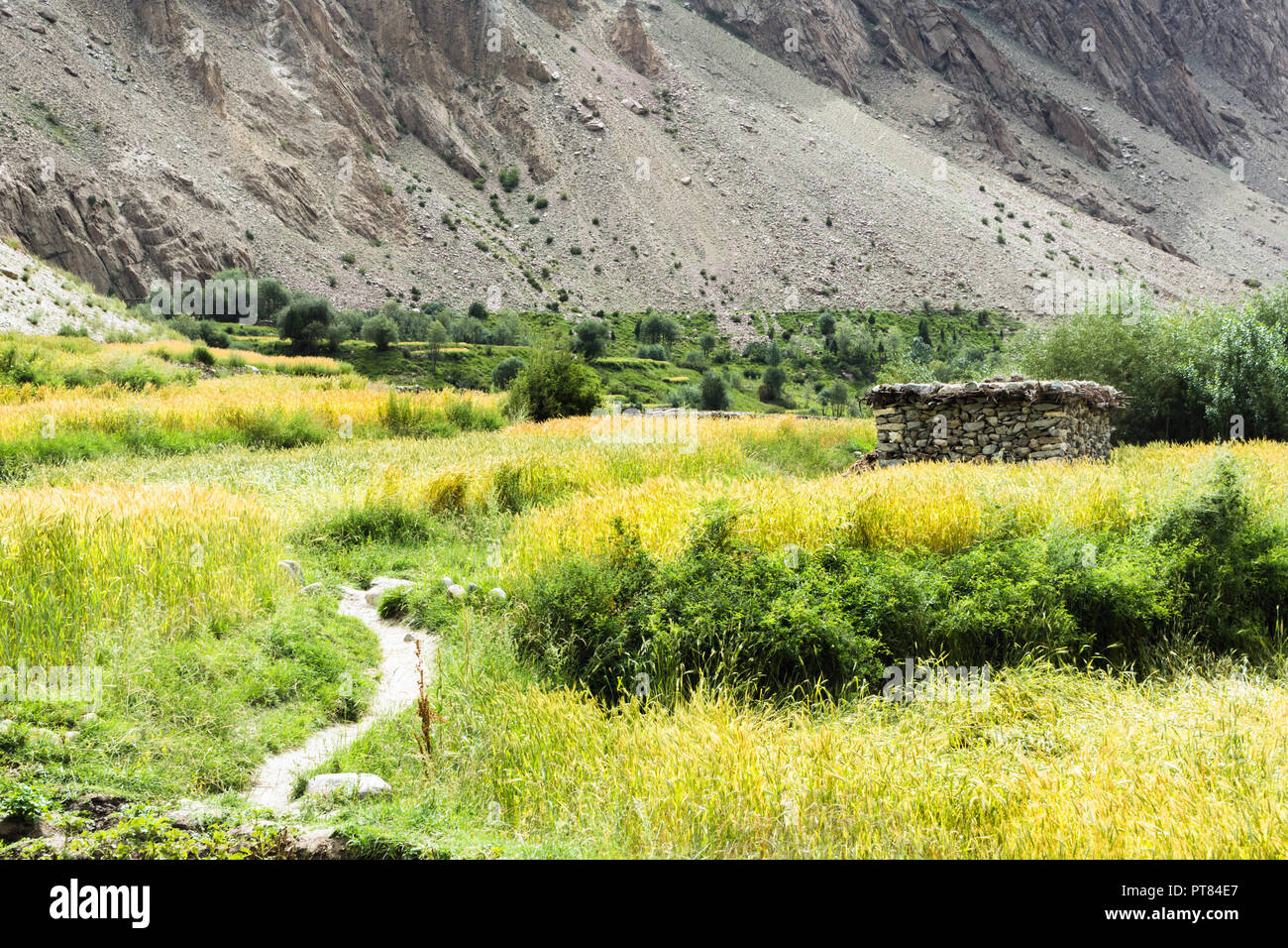 Gilgit baltistan wheat hi-res stock photography and images - Alamy