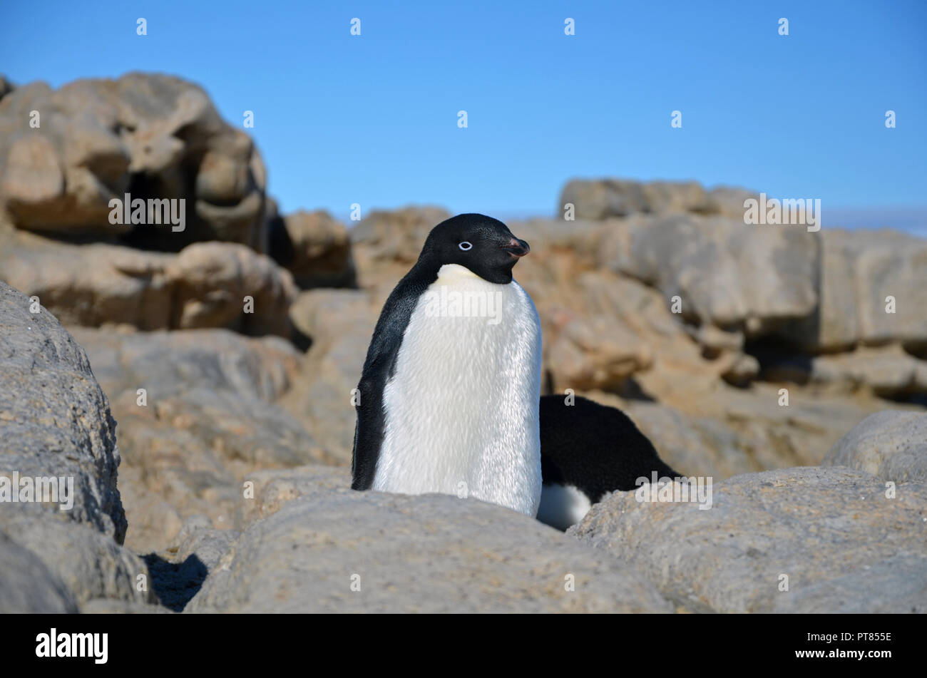 Adele penguin chick hi-res stock photography and images - Alamy