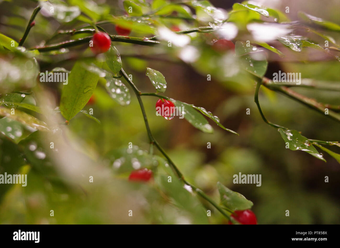 Wild red huckleberries hi-res stock photography and images - Alamy