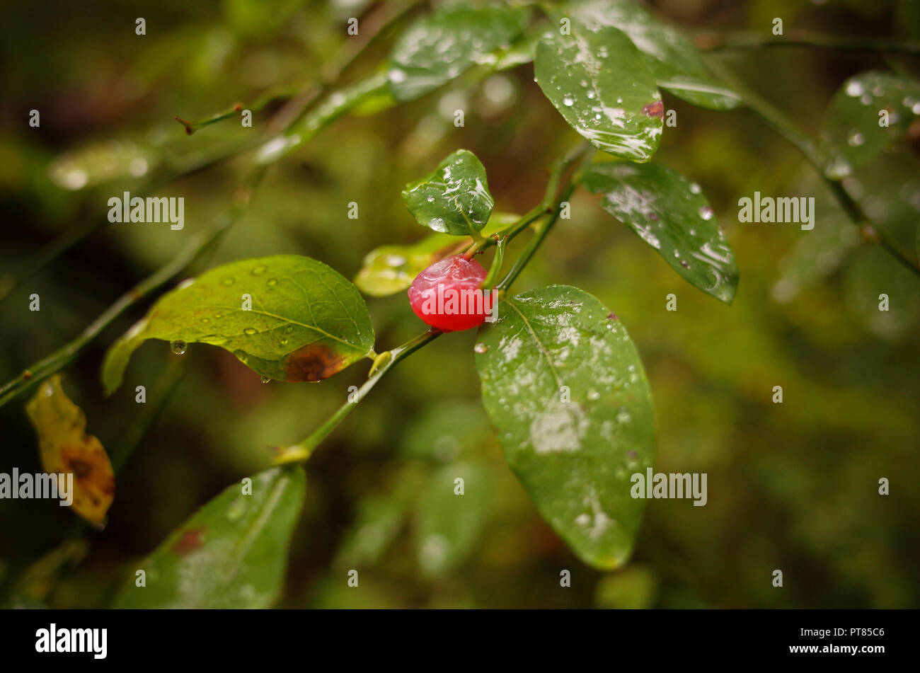 Wild red huckleberries hi-res stock photography and images - Alamy