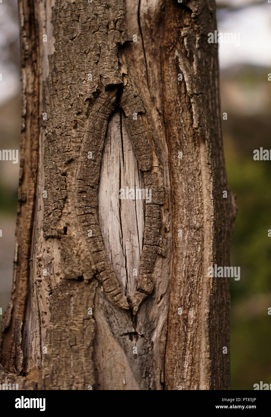 Bark split naturally hi-res stock photography and images - Alamy