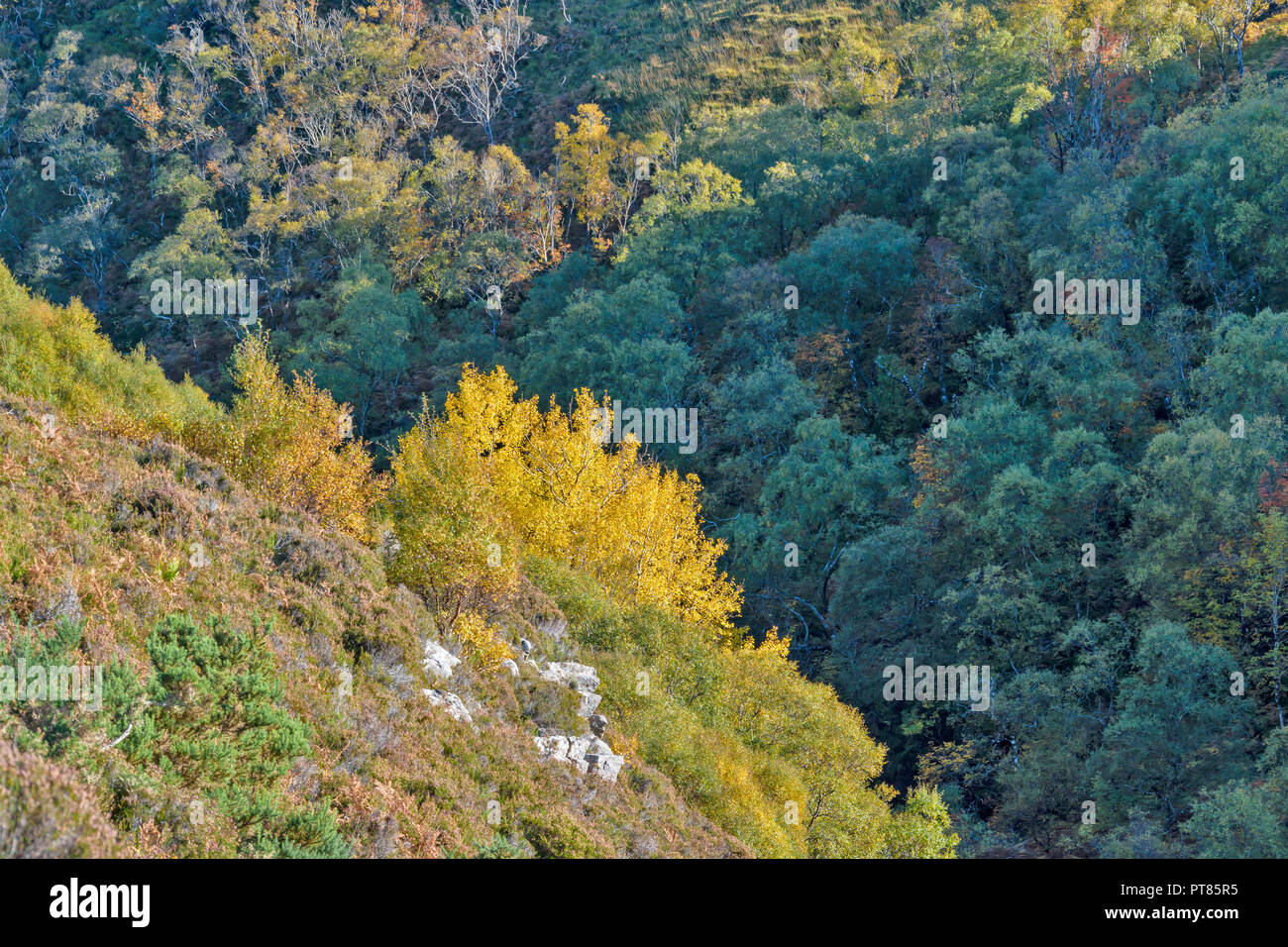 Aspen Tree Scotland Stock Photos & Aspen Tree Scotland Stock Images - Alamy