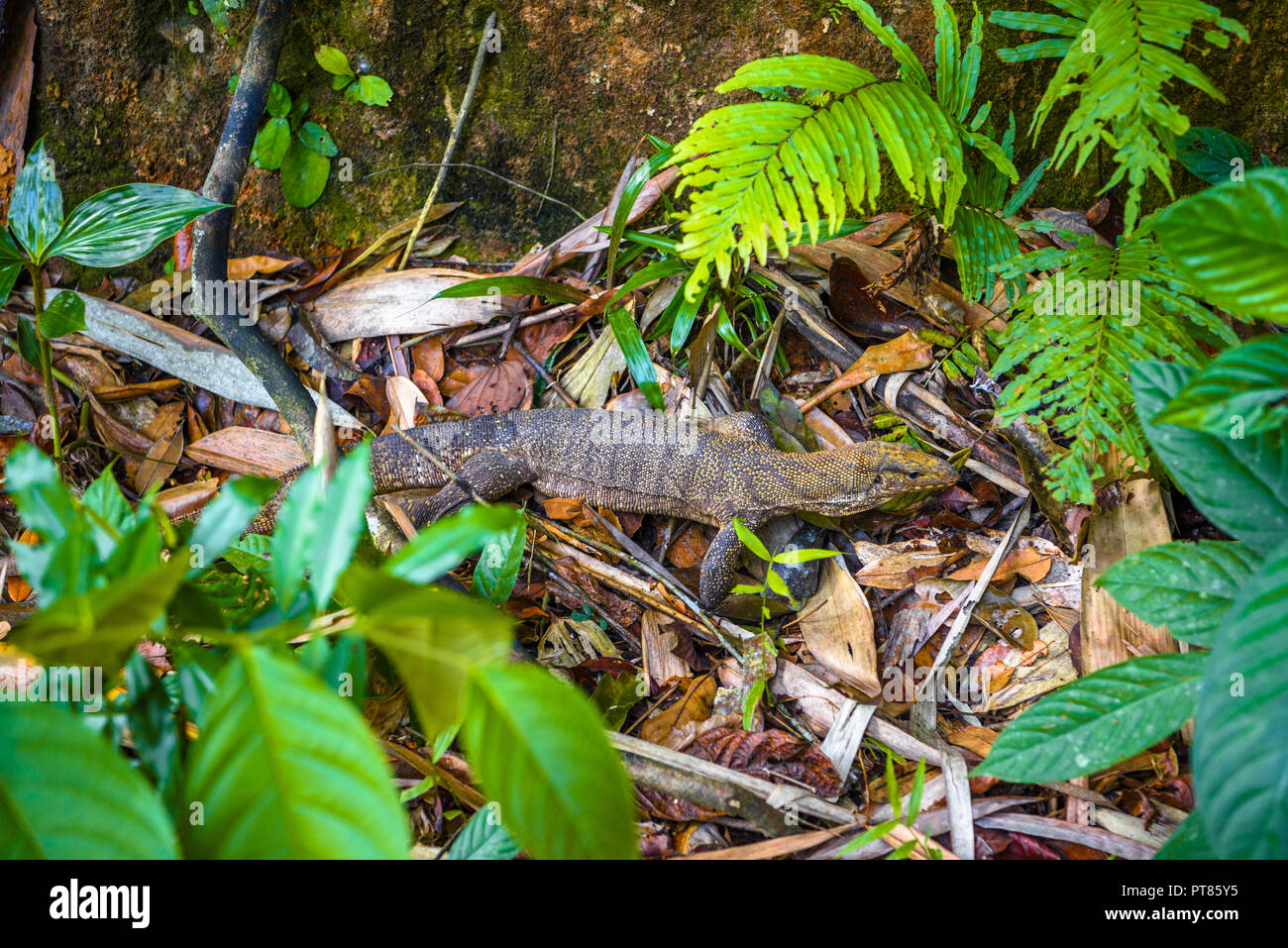 Oriental garden lizards of thailand hi-res stock photography and images ...