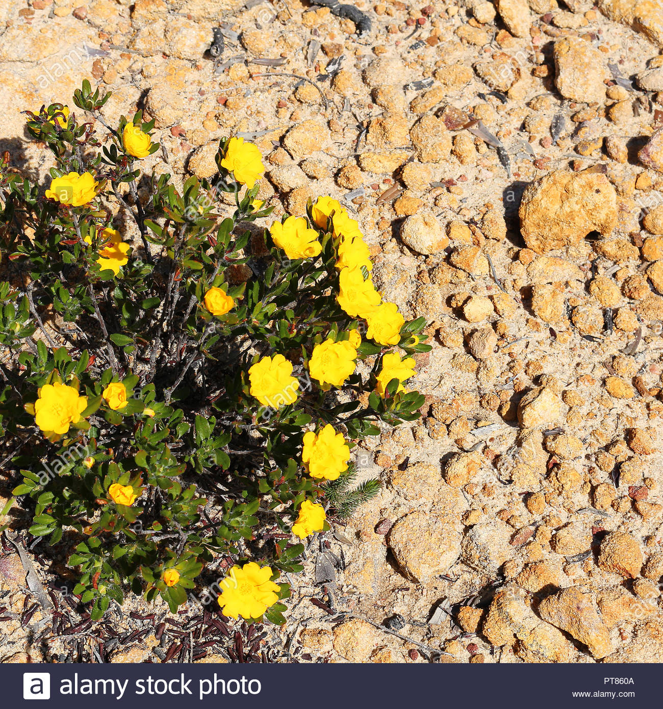 Stony Ground Texture Background High Resolution Stock Photography and ...