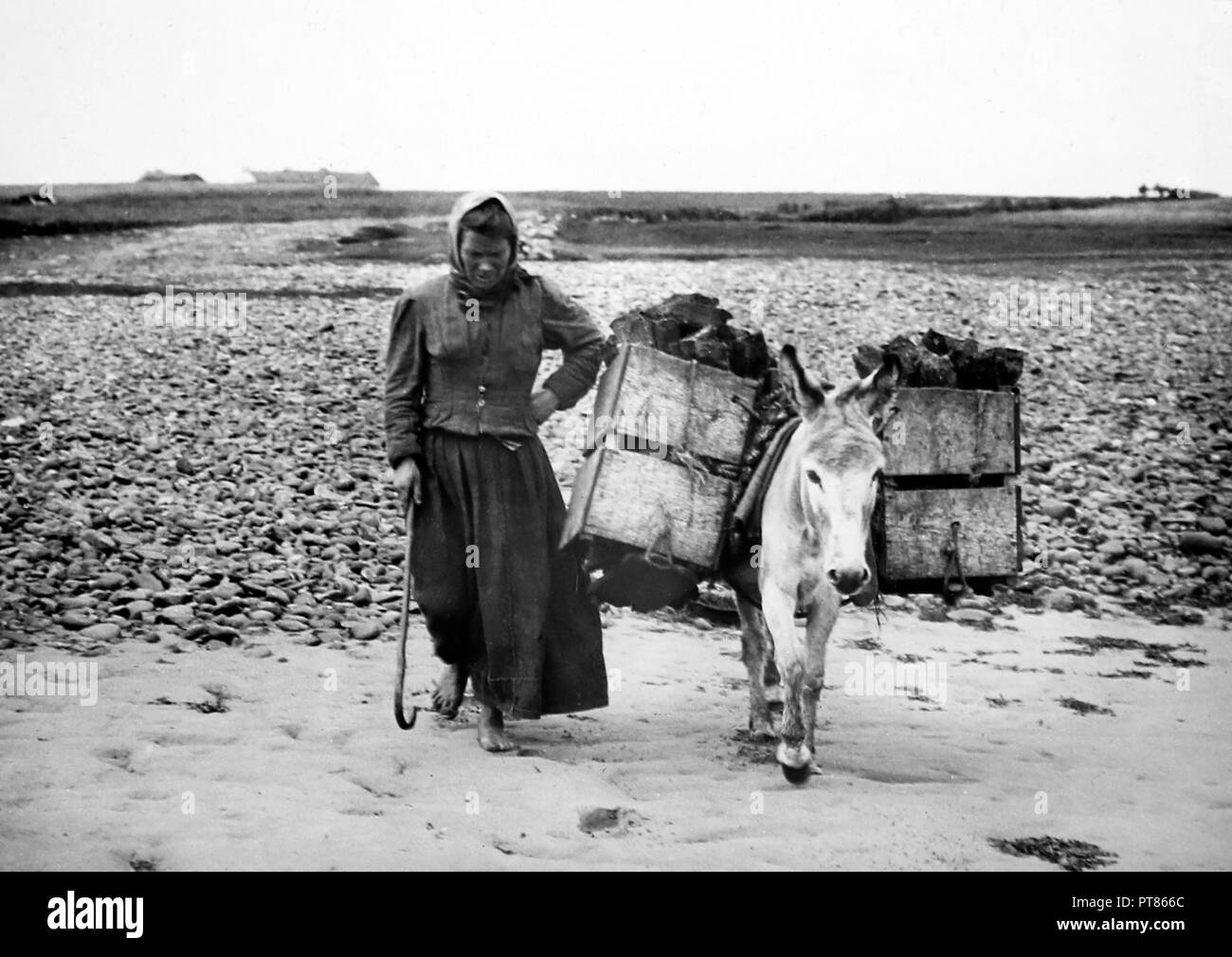 Carrying turf in tea boxes, Geesala, West of Ireland, early 1900s Stock ...