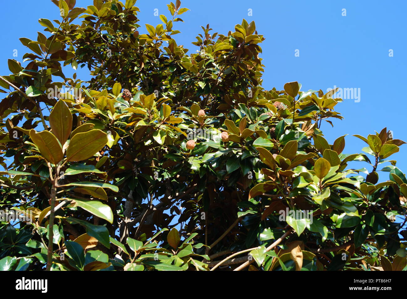 Southern Magnolia - Magnolia grandiflora Stock Photo - Alamy