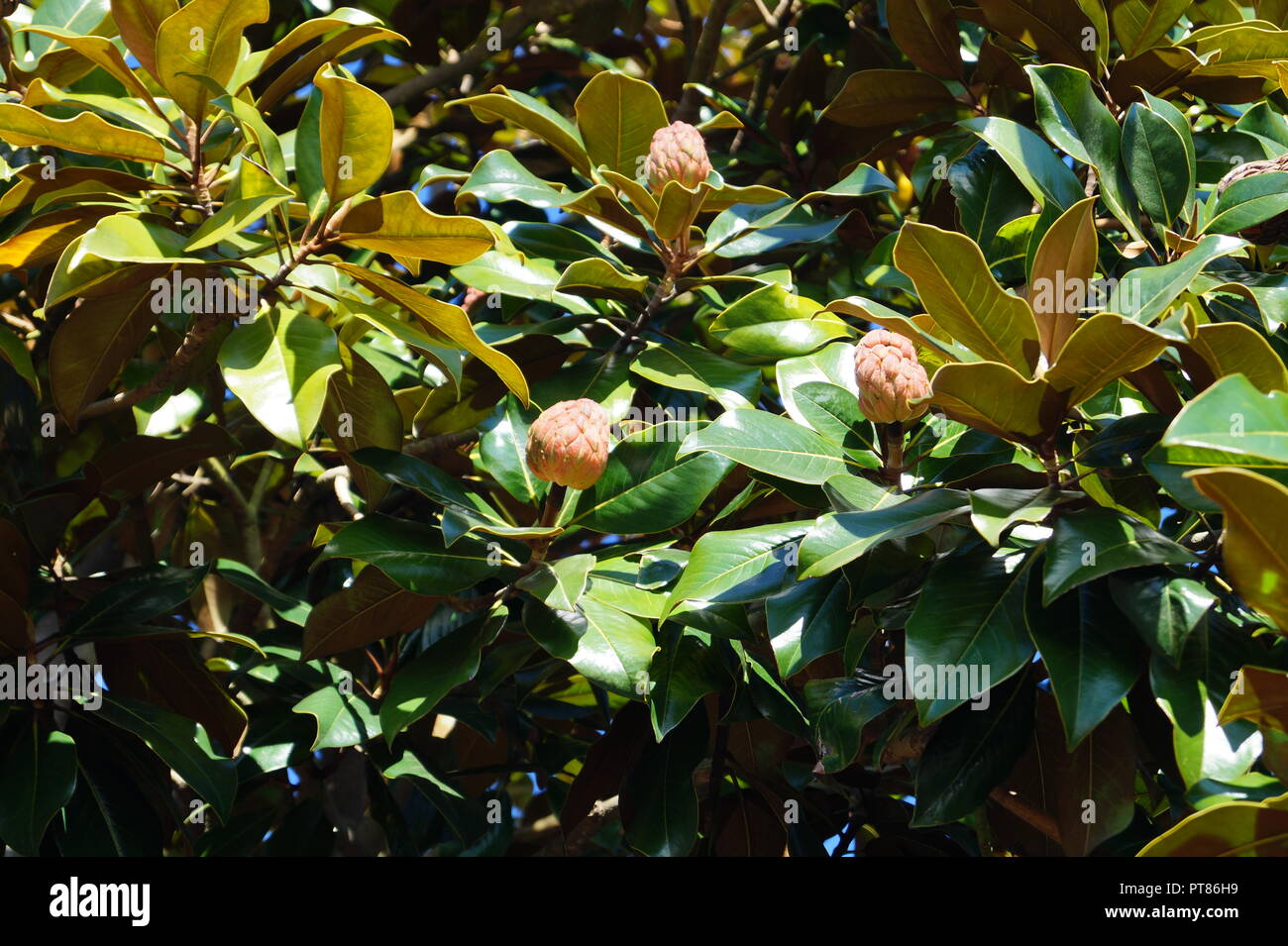 Southern Magnolia - Magnolia grandiflora Stock Photo - Alamy