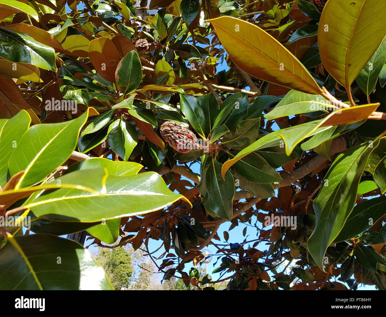 Southern Magnolia - Magnolia grandiflora Stock Photo - Alamy