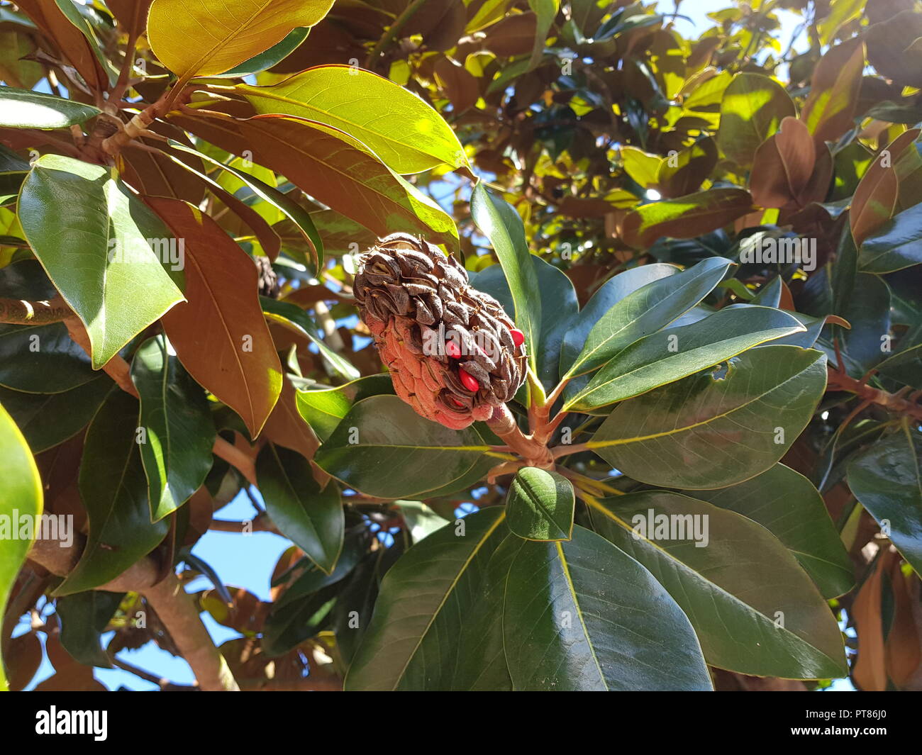 Southern Magnolia - Magnolia grandiflora Stock Photo - Alamy