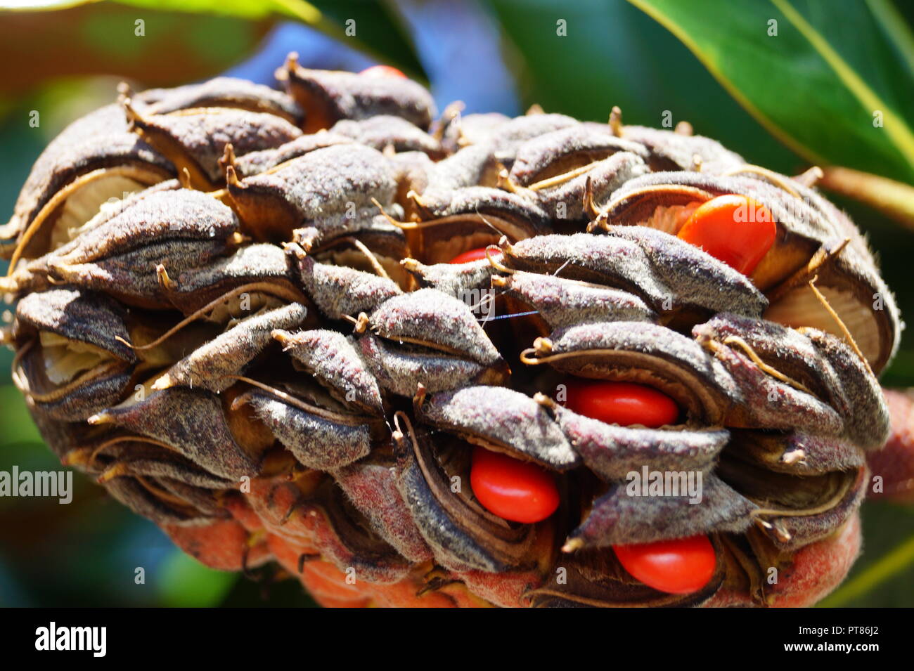 Magnolia tree red seed pod hi-res stock photography and images - Alamy