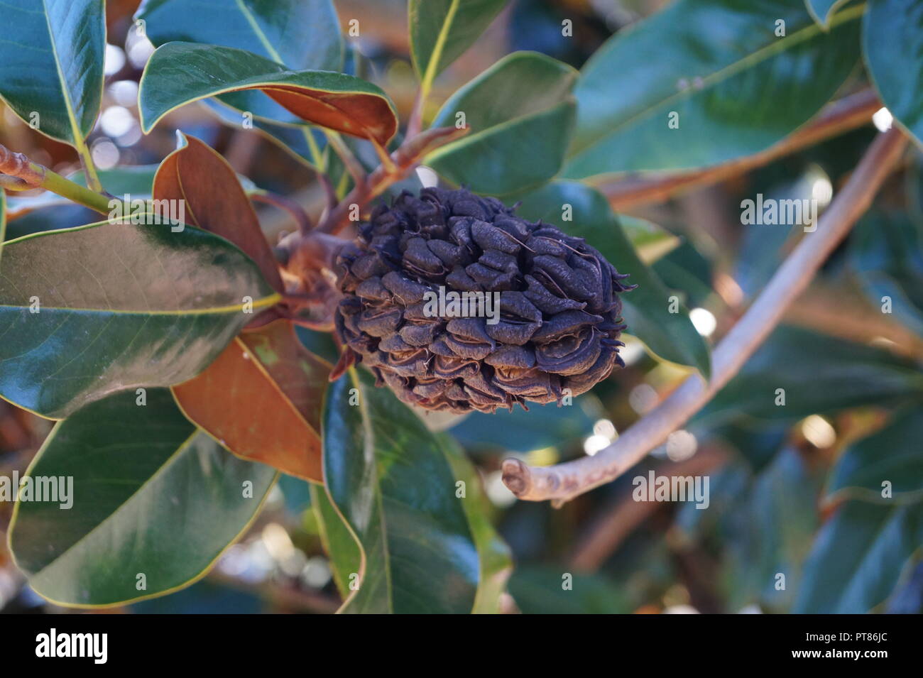 Magnolia tree red seed pod hi-res stock photography and images - Alamy