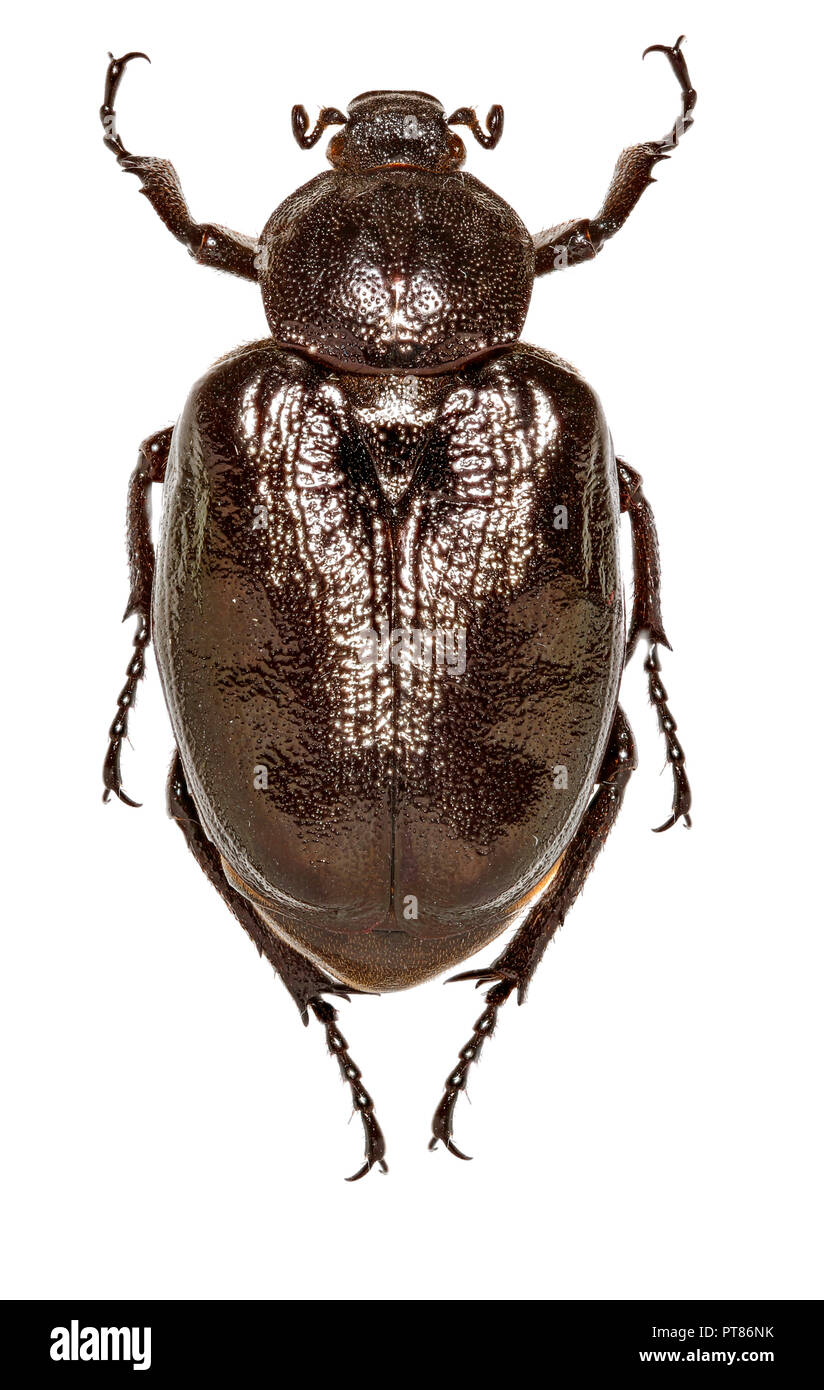 Russian Leather Beetle on white Background - Osmoderma eremita(Scopoli ...