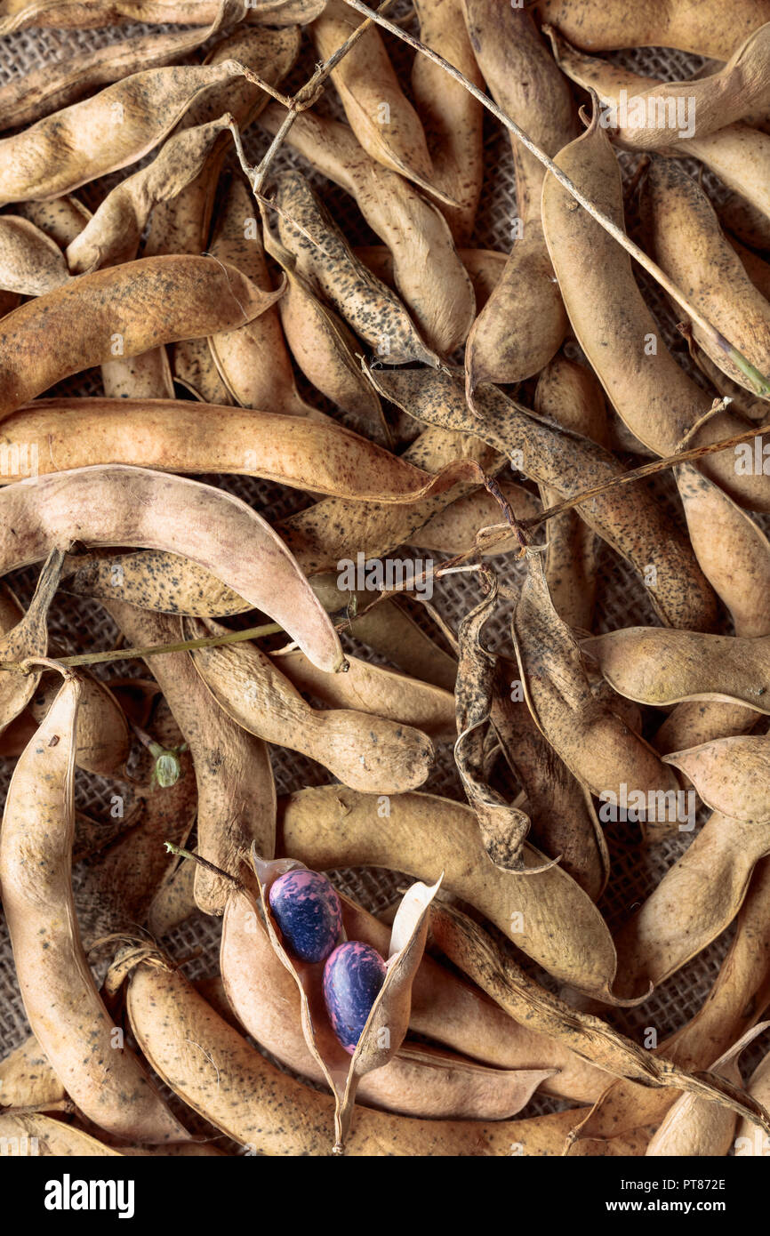 Dry bean pods, healthy organic food. Top view Stock Photo - Alamy