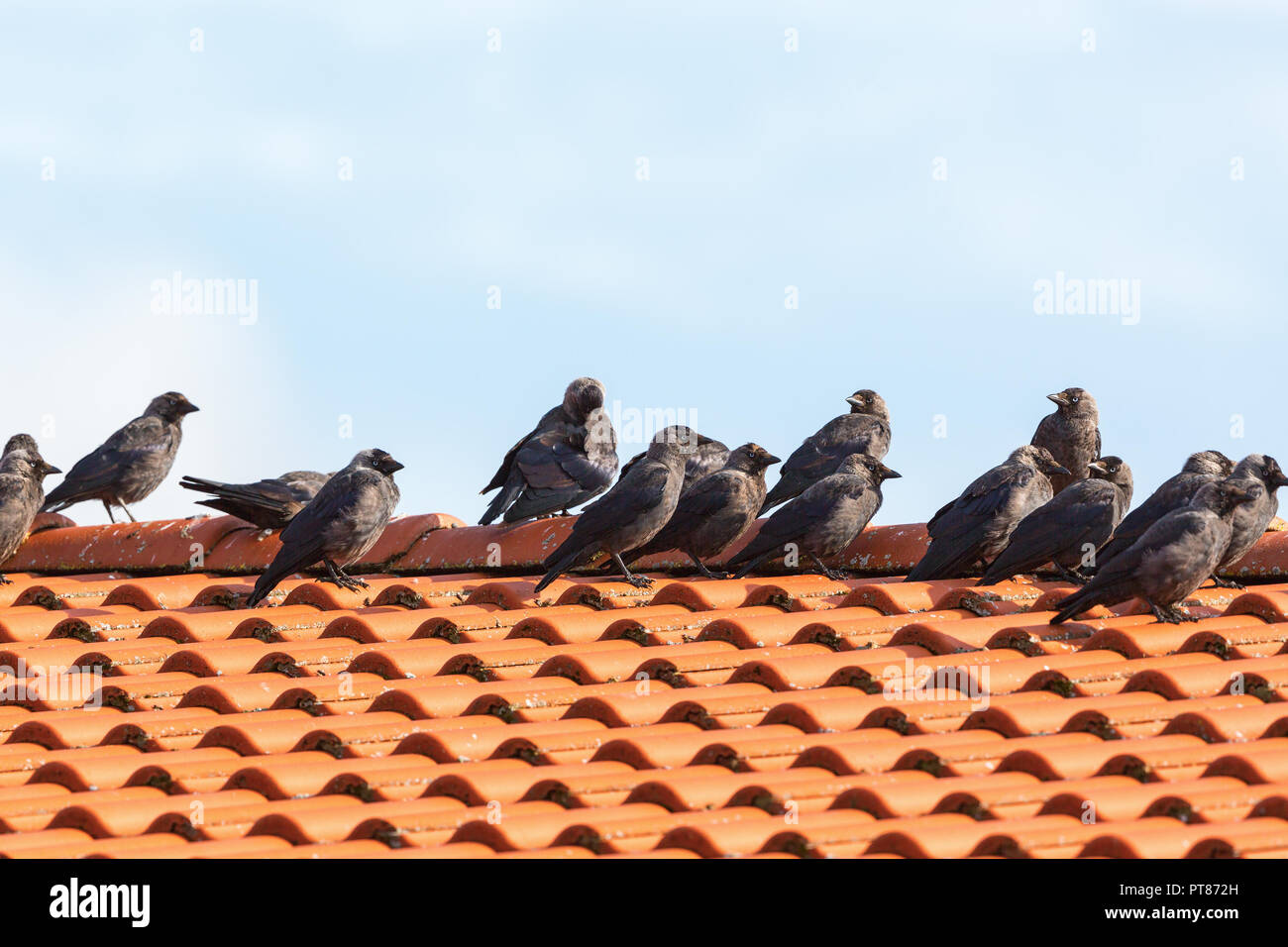Adult jackdaws hi-res stock photography and images - Alamy