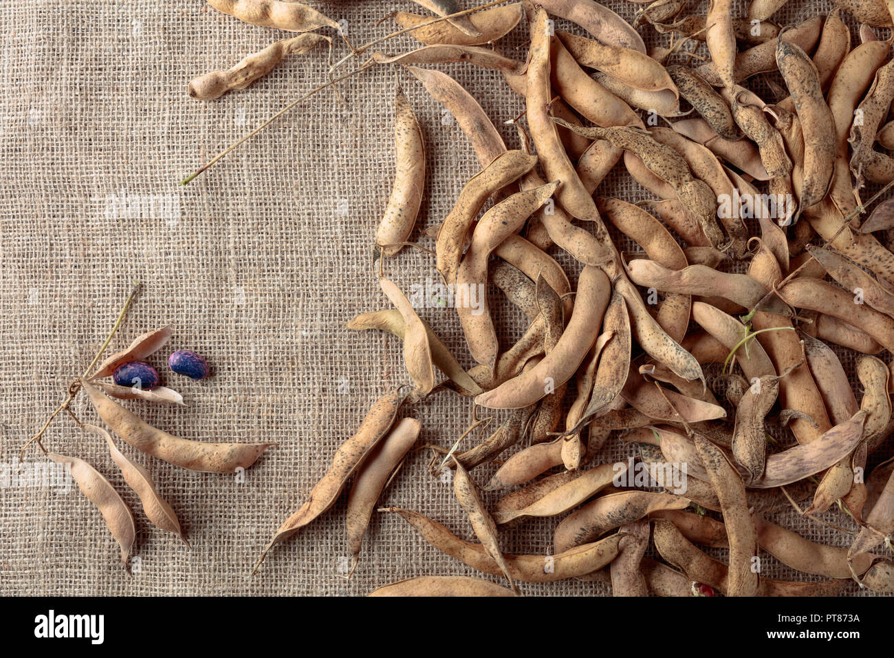 Dry bean pods, healthy organic food. Top view, copy space for your text ...