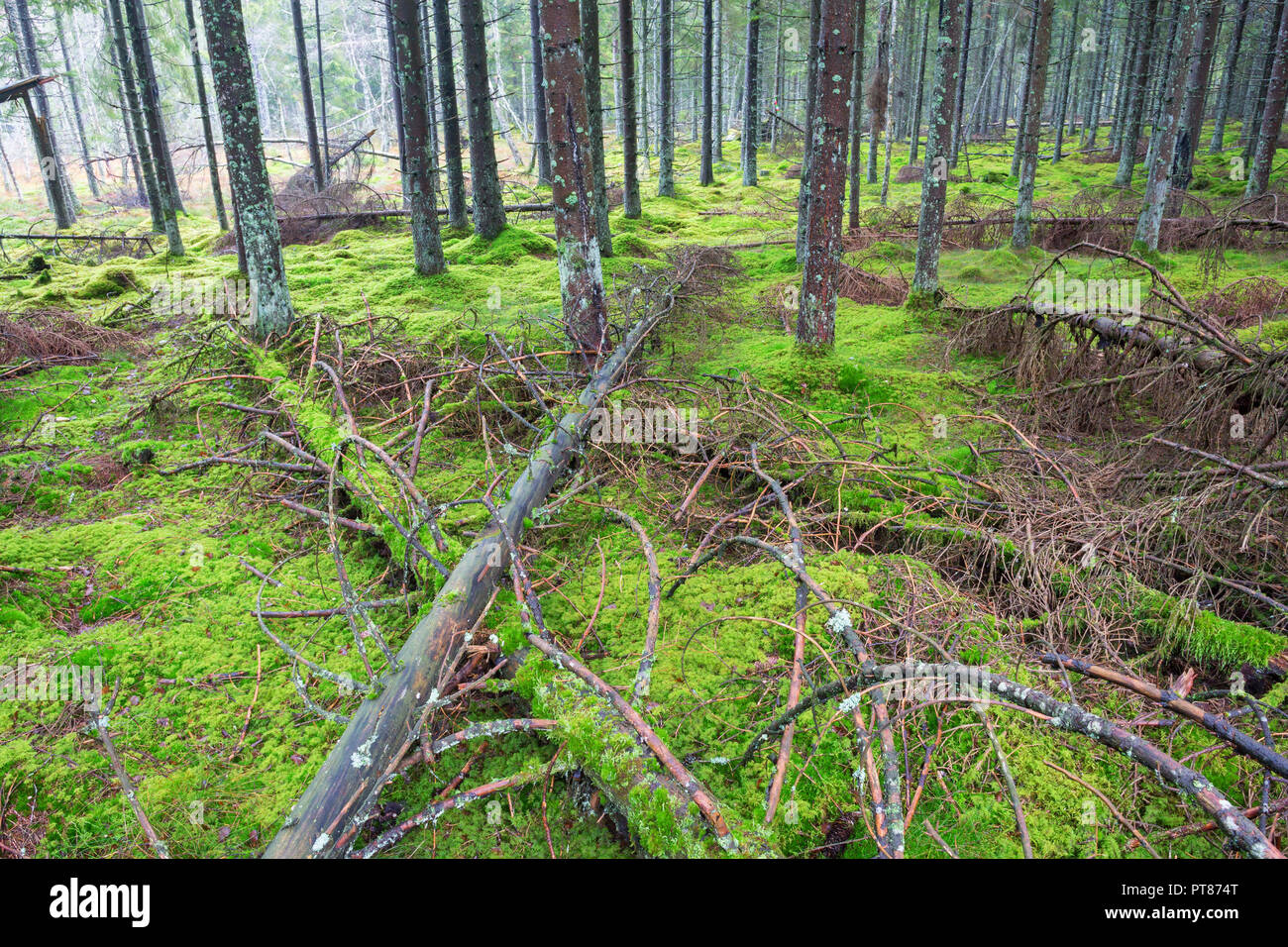 Fallen trees in the coniferous forests Stock Photo - Alamy