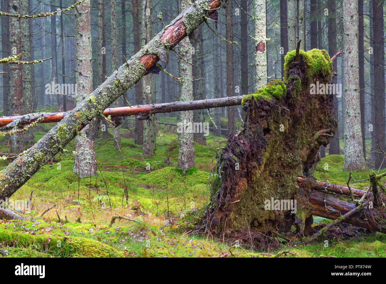 Uprooted tree in coniferous forests Stock Photo - Alamy