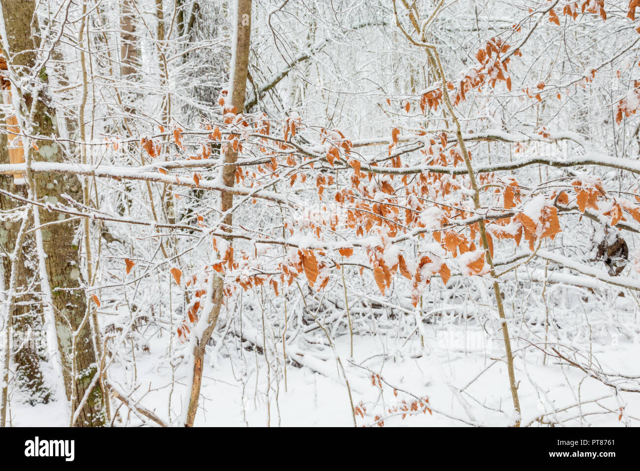 Autumn leaves in the forest with snow Stock Photo - Alamy