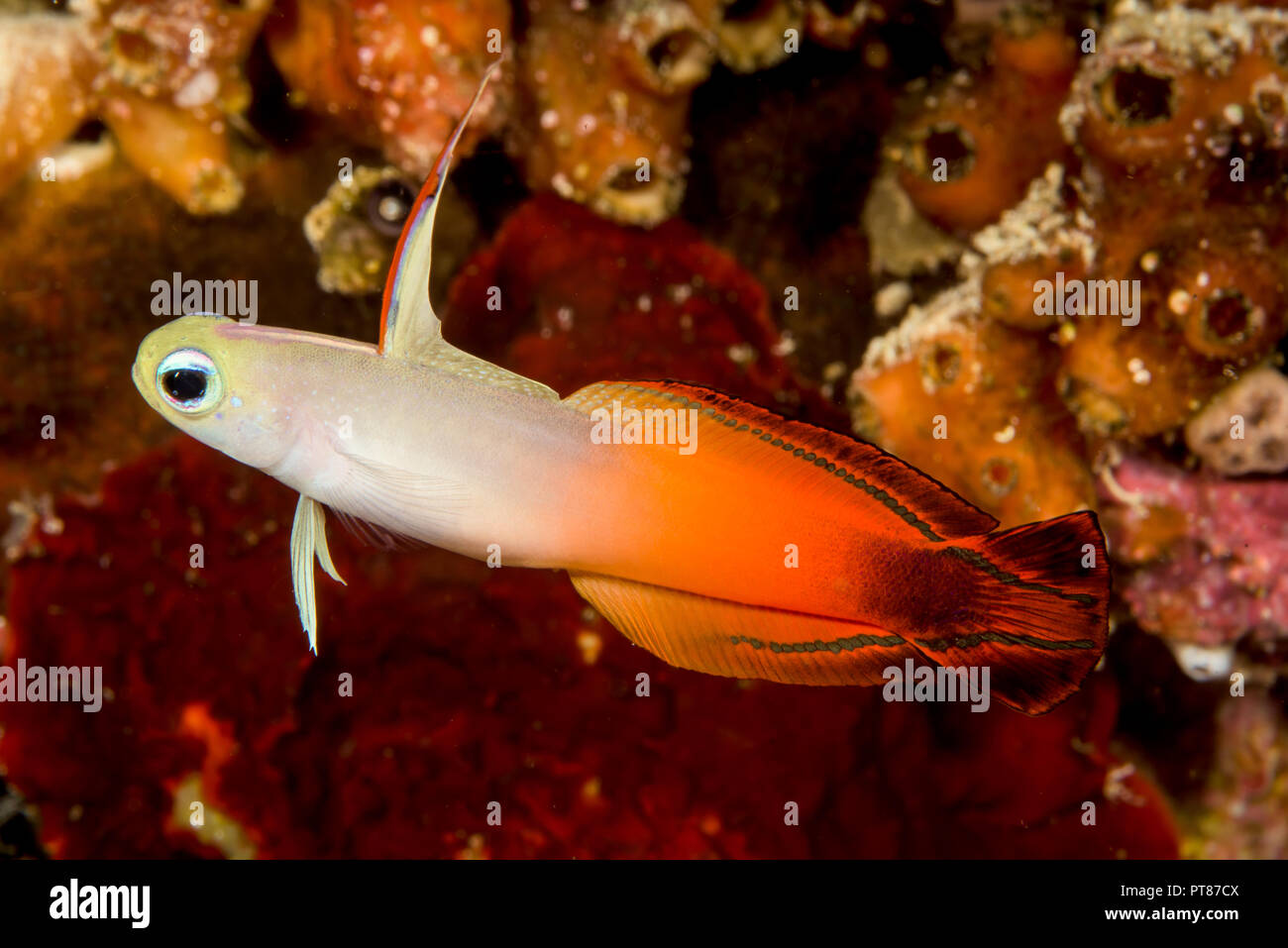 Fire Dartfish High Resolution Stock Photography and Images - Alamy