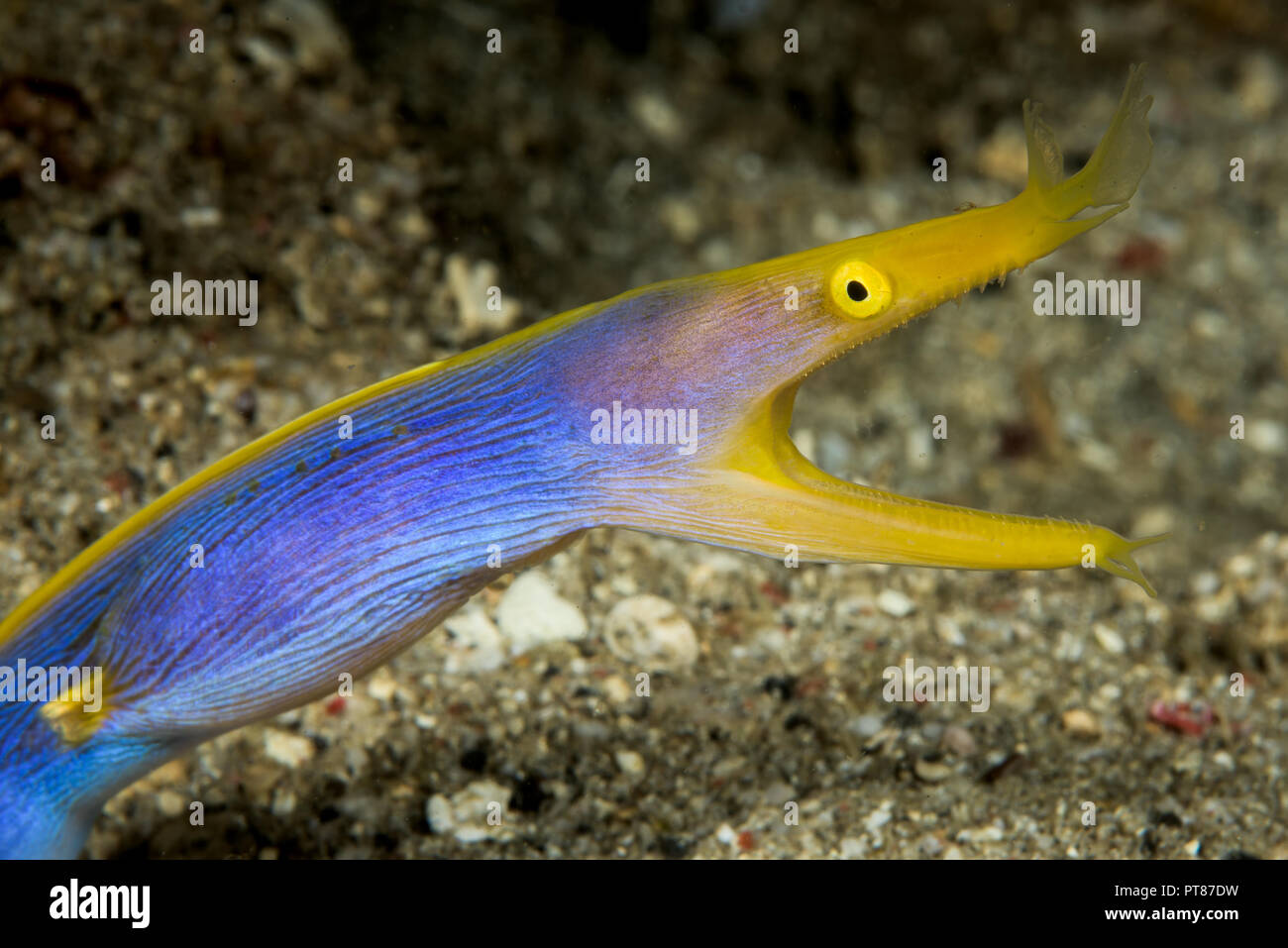 Blue ribbon eel hi-res stock photography and images - Alamy
