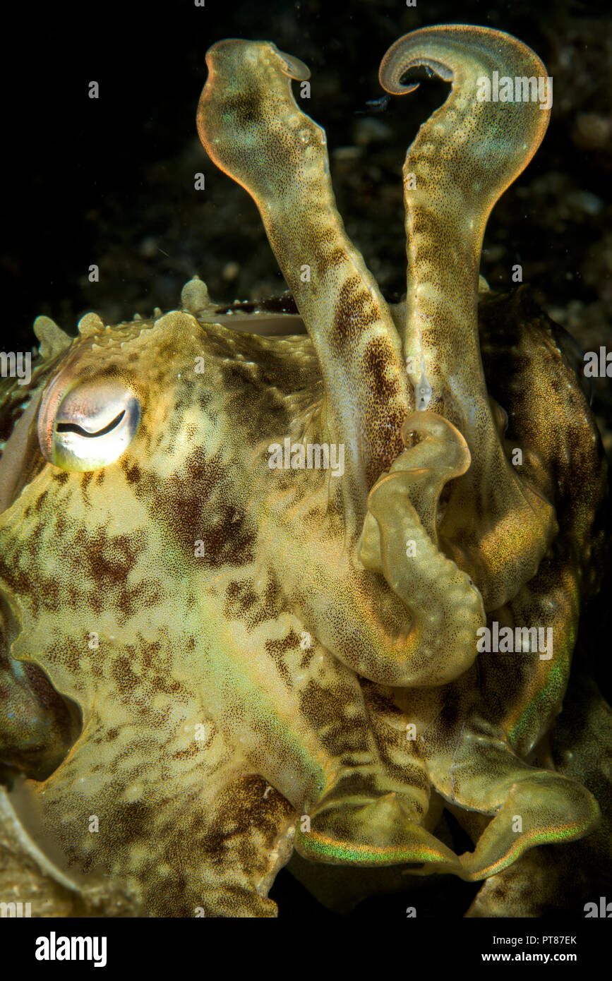 Small cuttlefish close up hi-res stock photography and images - Alamy