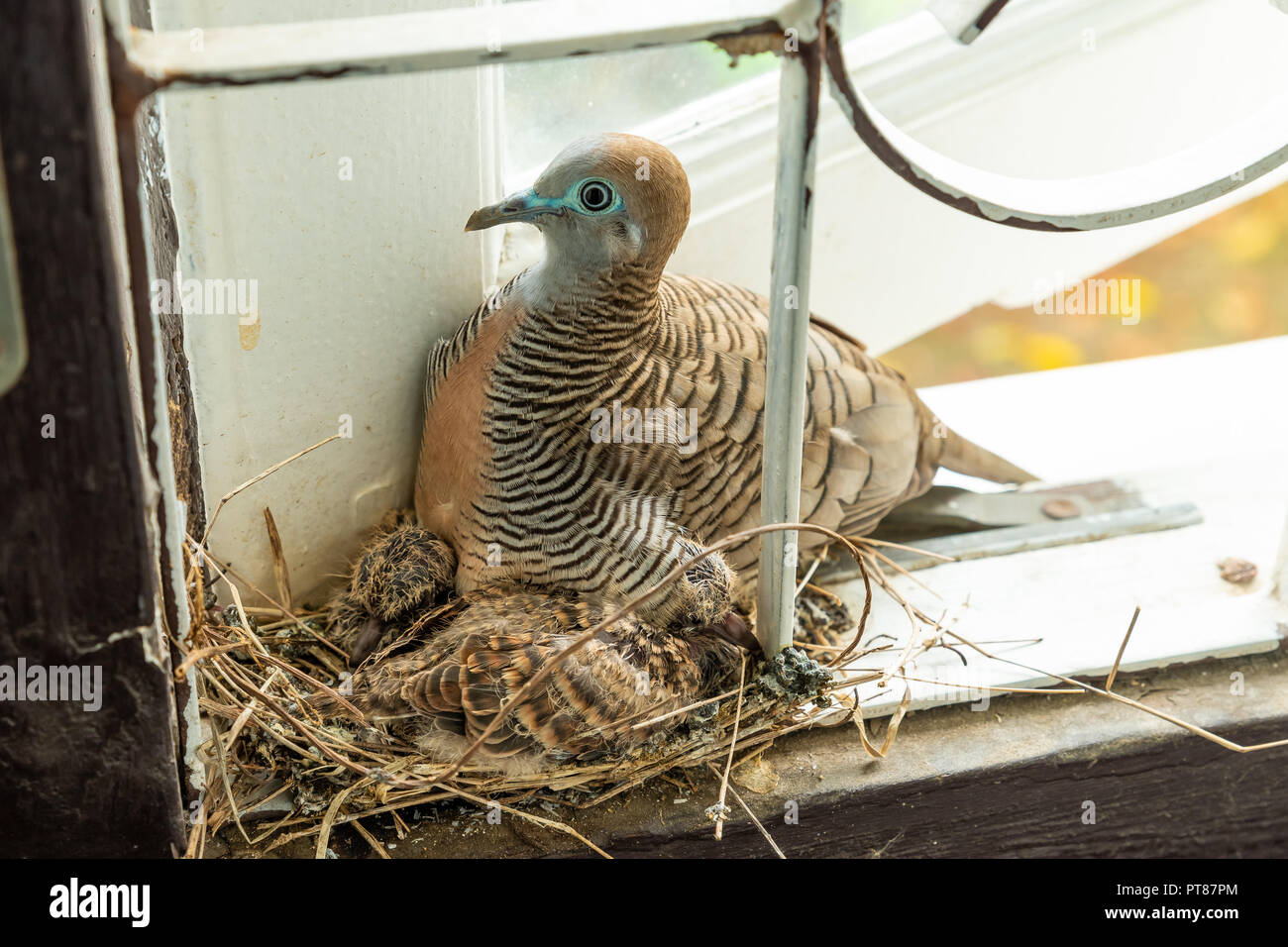Thai zebra dove broods her chicks in her nest on a window frame Stock ...