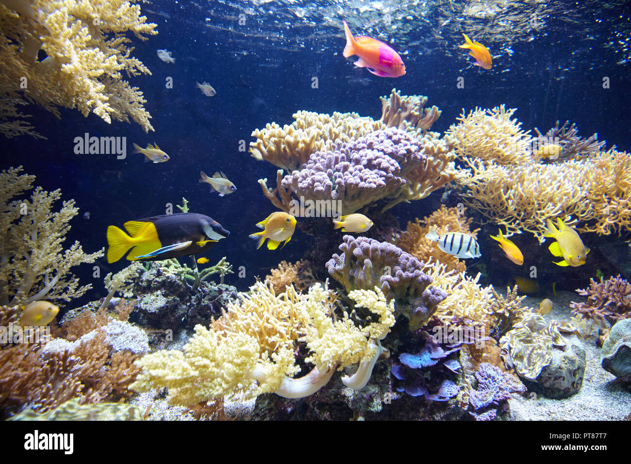 Colorful fishes in an aquarium Stock Photo - Alamy