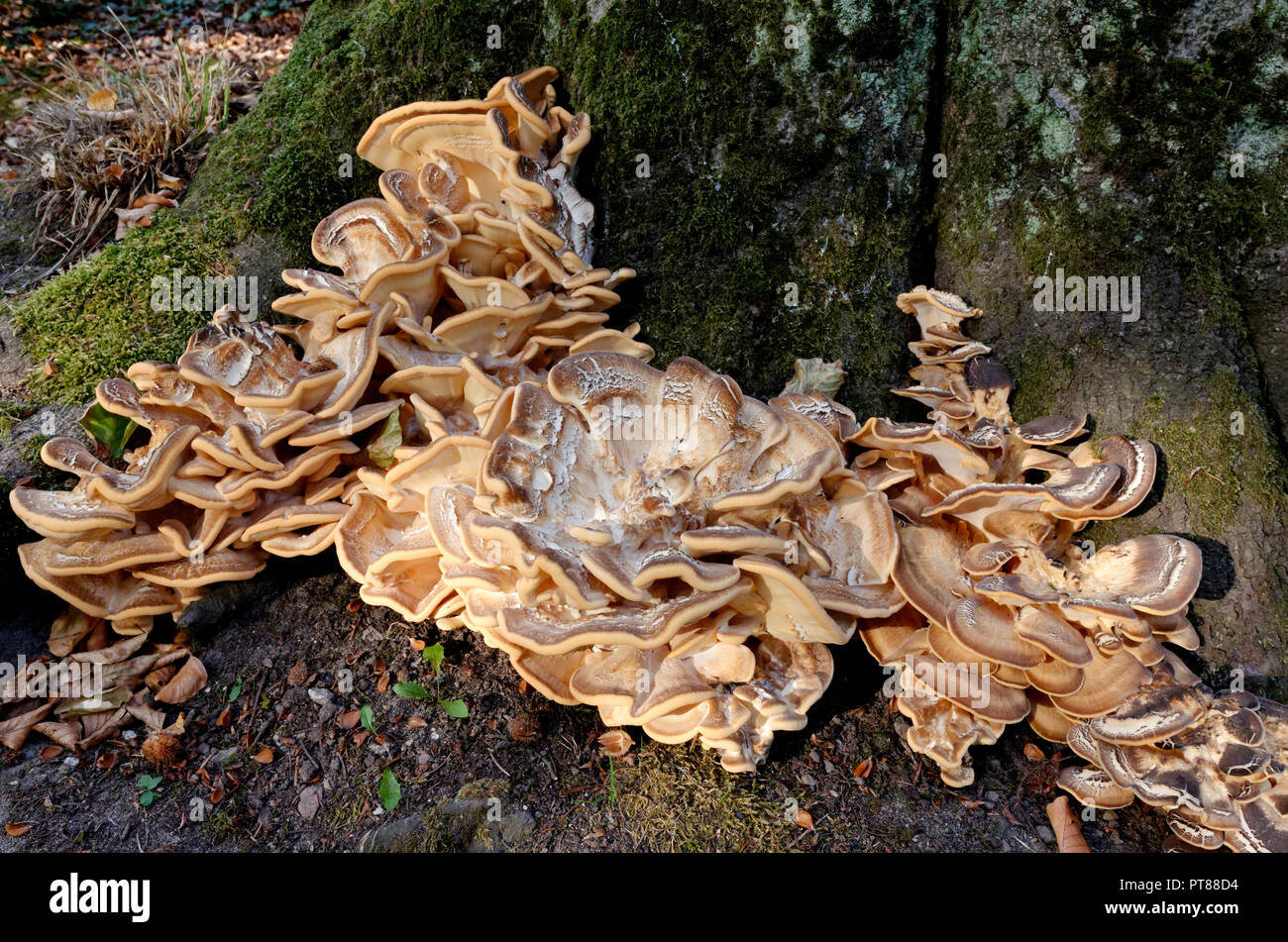 Tree fungus grow on trunk hi-res stock photography and images - Alamy