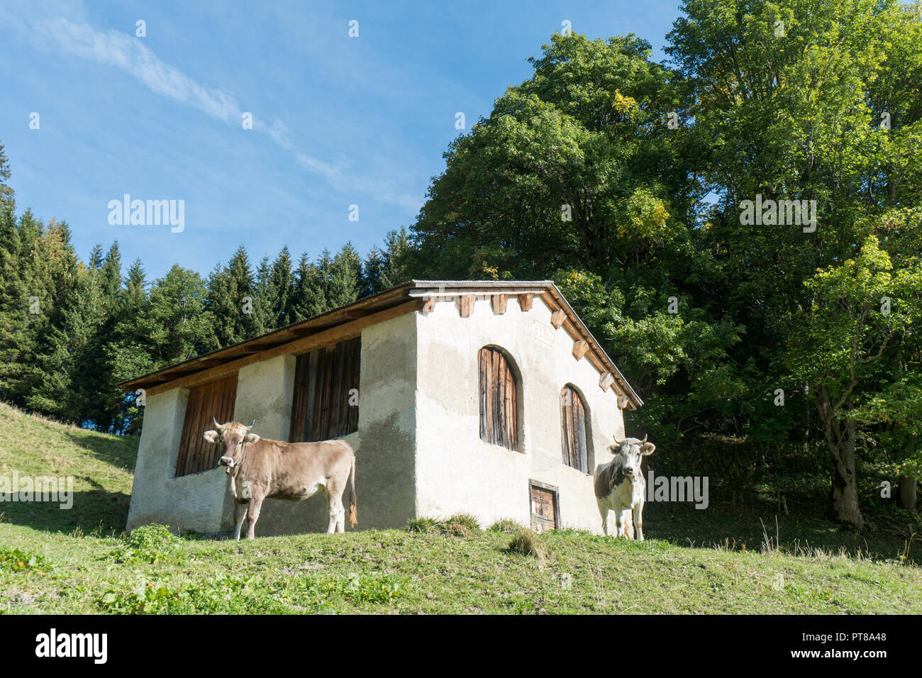 Old house and cows hi-res stock photography and images - Alamy